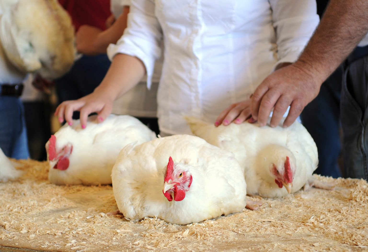Choosing the Best 4-H Show Chickens - Backyard Poultry
